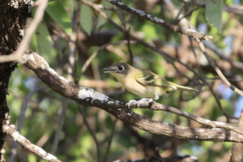 Black-capped Vireo from Sabinas Hidalgo, N.L., México on July 25, 2023 ...