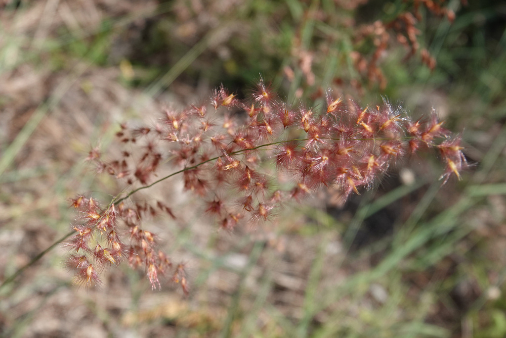 Natal grass from Darwin NT, Australia on May 11, 2023 at 11:29 AM by ...