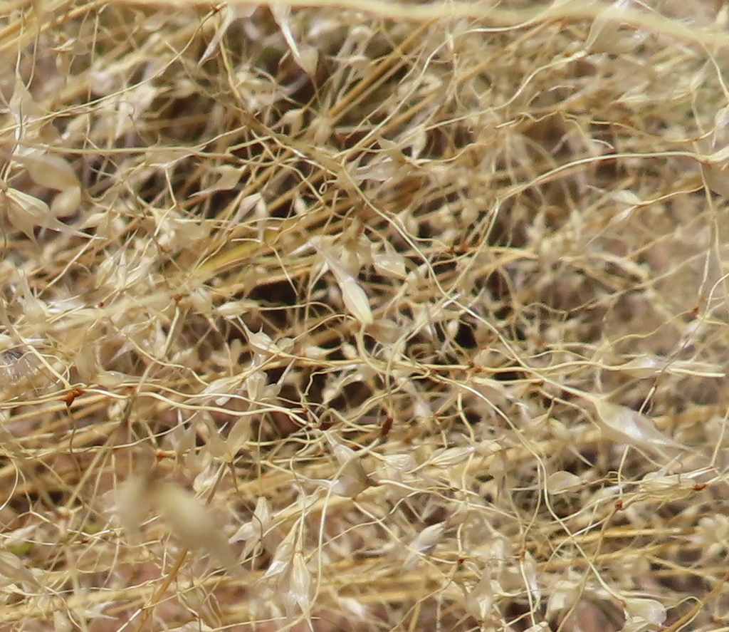 Sand Ricegrass from Cortez, CO 81321, USA on August 2, 2023 at 04:25 PM ...