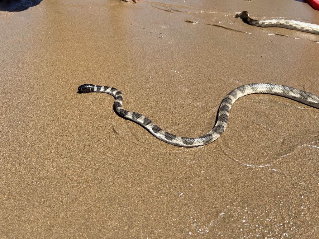 Spectacled Sea Snake (Hydrophis kingii) - Snakes and Lizards