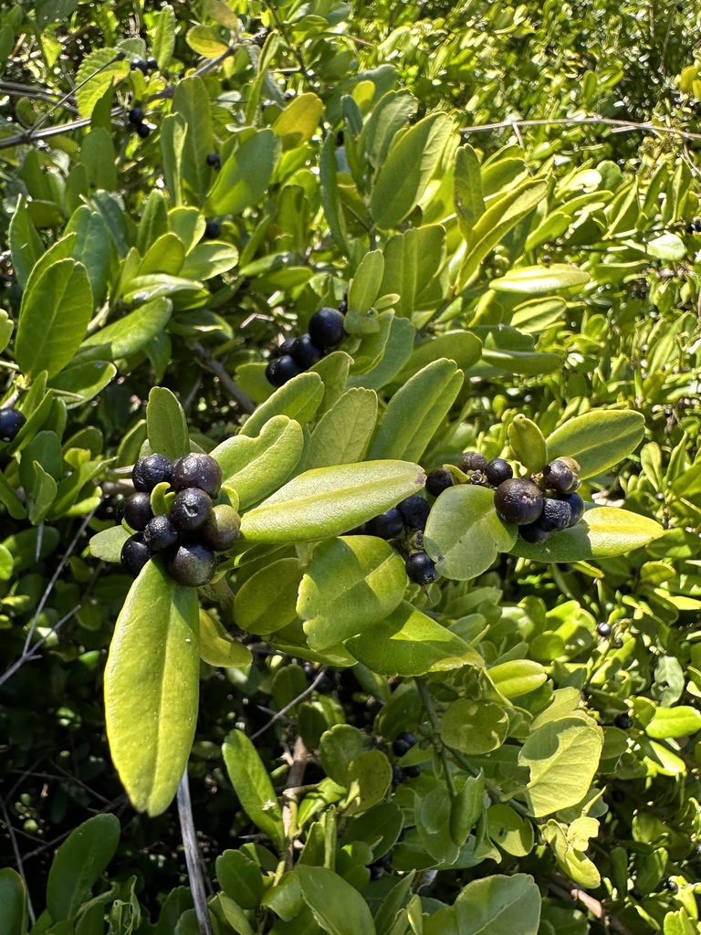 Chinese box-orange in July 2023 by cwelden_ecp · iNaturalist
