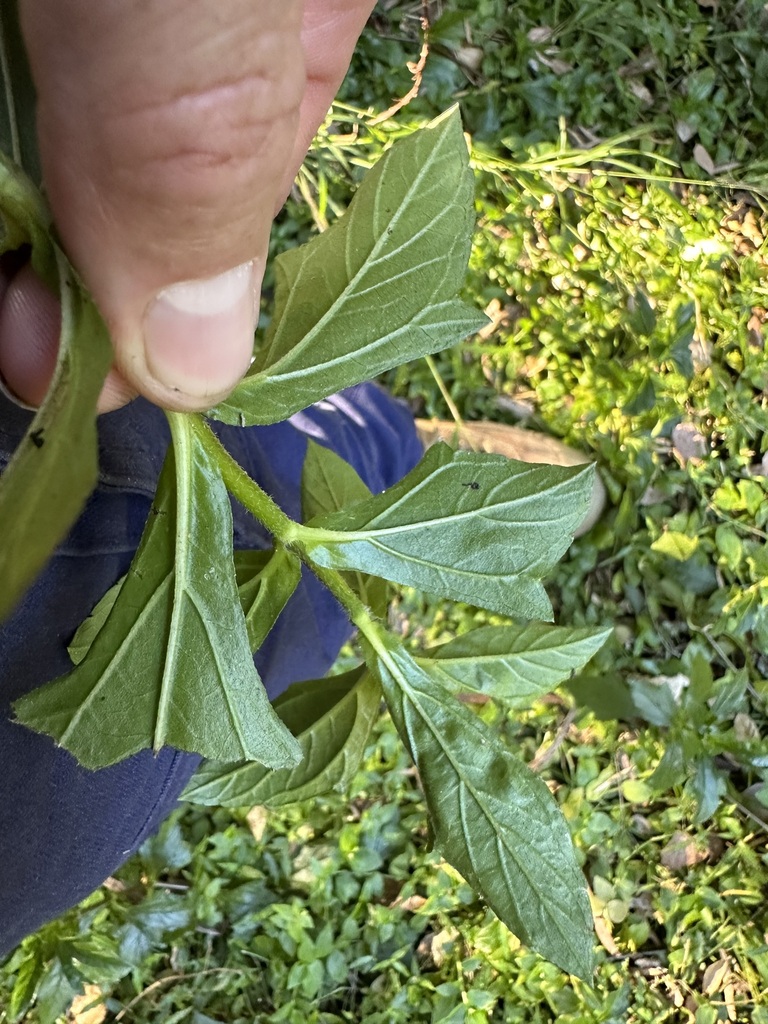 trailing daisy in July 2023 by cwelden_ecp · iNaturalist