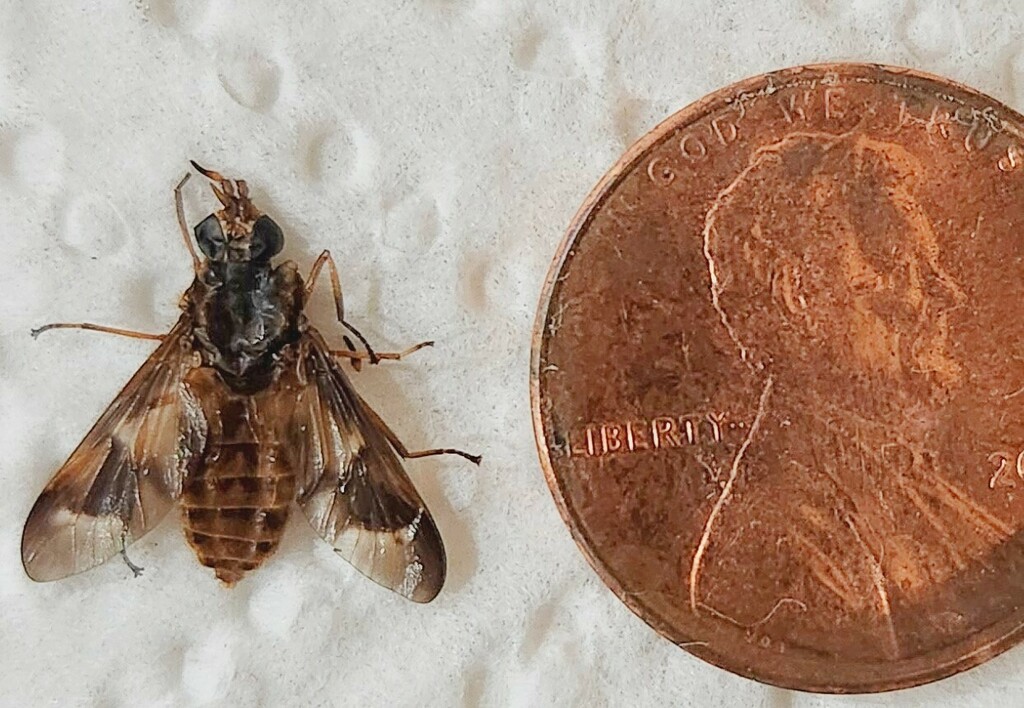 Deer Flies from Illinois on August 2, 2023 at 11:20 PM by azulavestruz ...