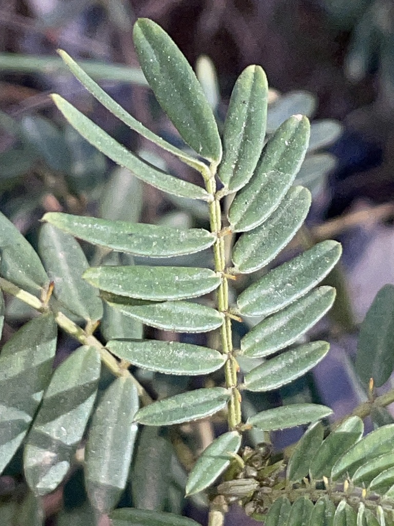 Senna barronfieldii from Hume Motorway, Wilton, NSW, AU on August 3 ...