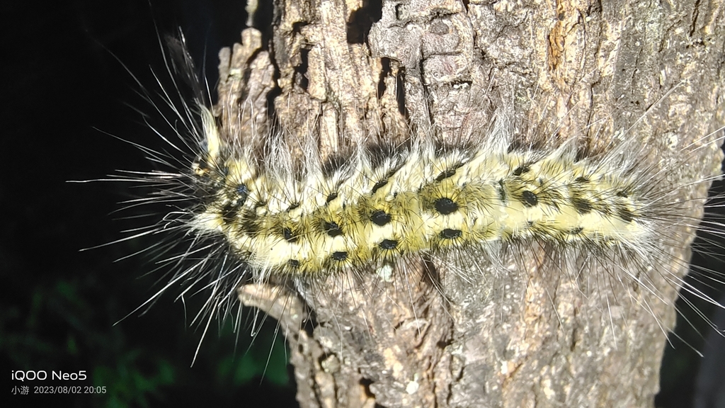 Trabala from Kunming, CN-YN, CN on August 2, 2023 at 08:05 PM by 游 ...