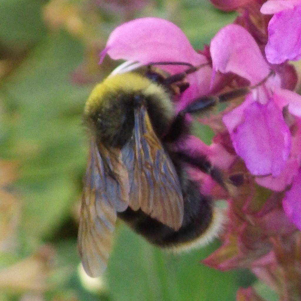 Western Bumble Bee from University District, Spokane, WA, USA on August ...