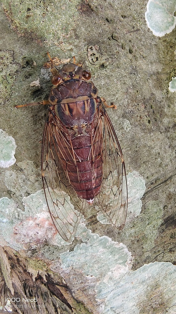 Pomponia subtilita from 中国云南省西双版纳傣族自治州勐腊县 on July 17, 2023 at 03:33 PM ...