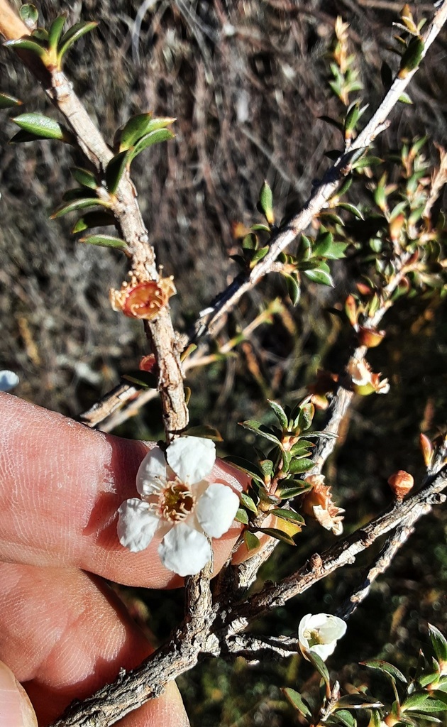 Peach-flowered Tea Tree from Barren Grounds NSW 2577, Australia on July ...