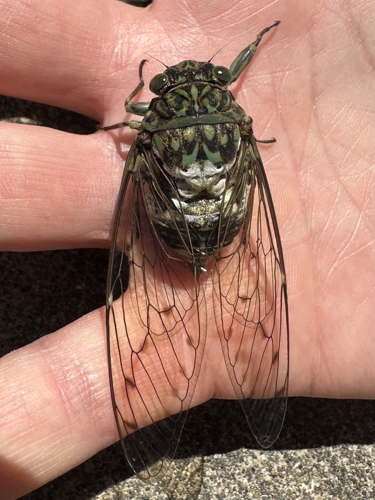 Robust Cicada from Kanagawa, JP on August 3, 2023 at 01:45 PM by Mei Li ...