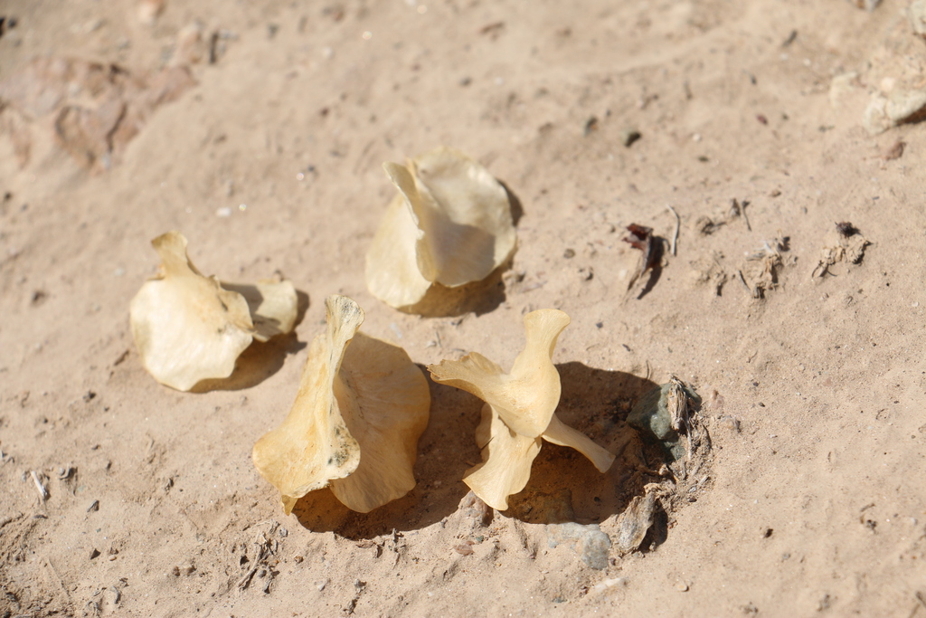 Zygophyllum xanthoxylon from Bugat, Mongolia on August 13, 2021 at 03: ...