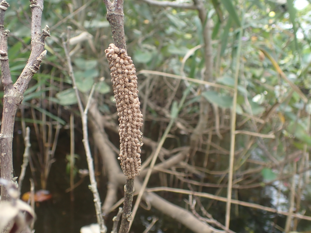 Asian Giant Water Bug in July 2023 by Zheng-An Wang · iNaturalist