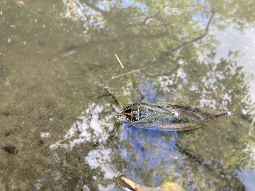 Asian Giant Water Bug from 台灣苗栗縣 on July 9, 2023 at 08:01 AM by Zheng ...