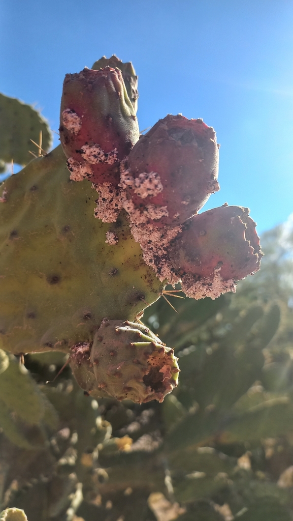 true cochineal bug from Plaza Citadella, Av. Salvador Nava Martínez No ...