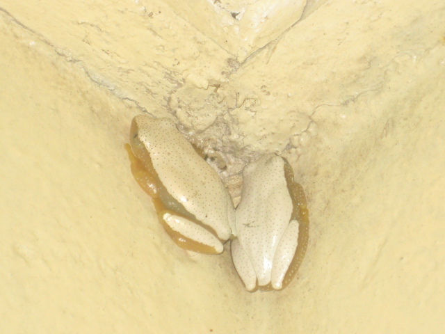 Fornasini's Spiny Reed Frog from Jozani, Zanzibar on April 16, 2008 by ...