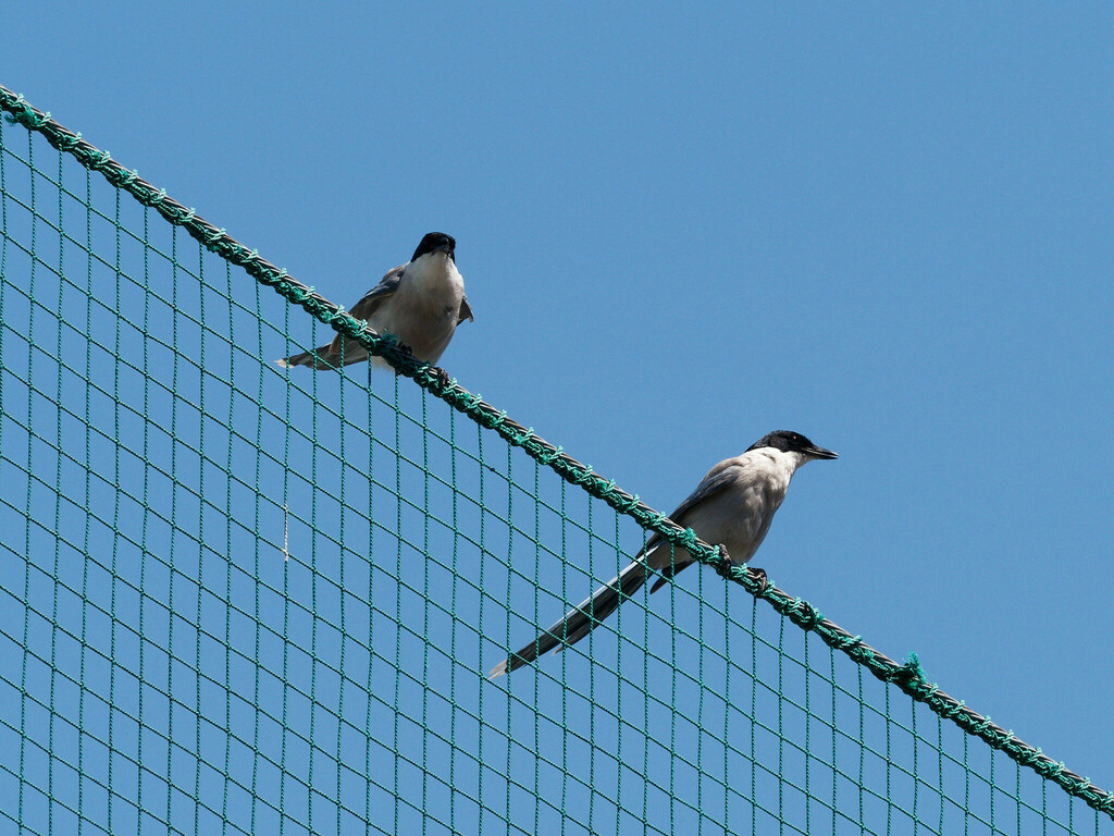 Azure-winged Magpie from Ookayama, Meguro City, Tokyo 152-0033, Japan ...