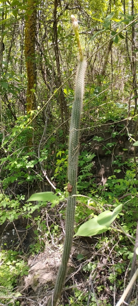 Serpent Cactus from Zapotlanejo, Jal., México on July 22, 2023 at 11:44 ...