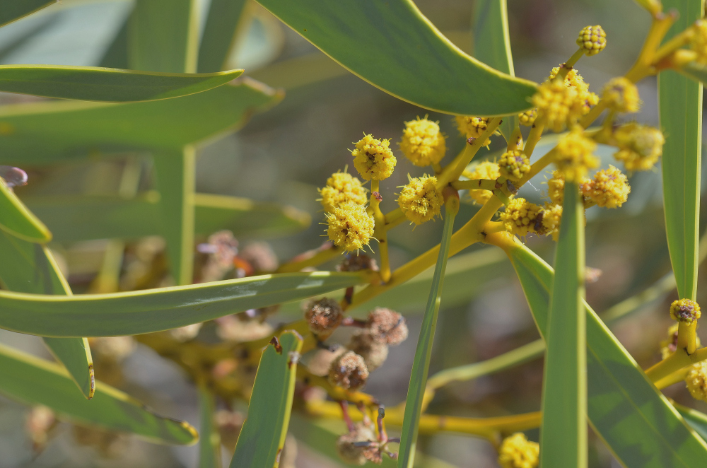 Notable Wattle from Broken Hill NSW 2880, Australia on September 16 ...