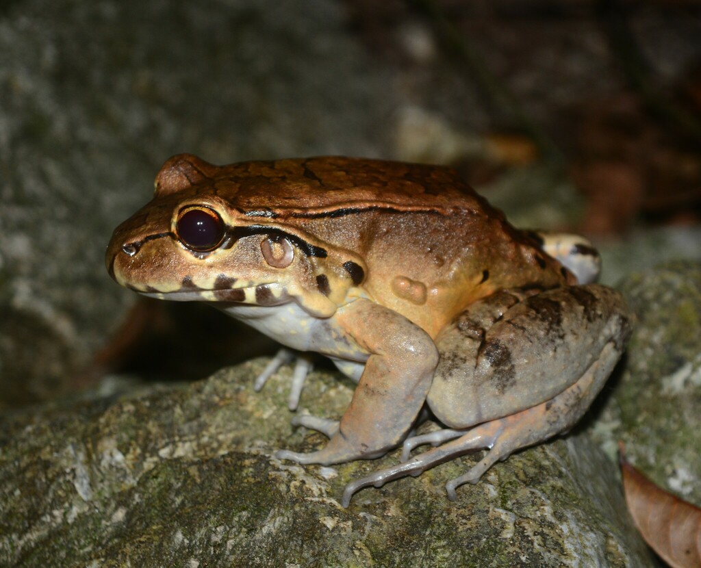 Savage's Thin-toed Frog from Balfate, Honduras on June 19, 2023 at 08: ...