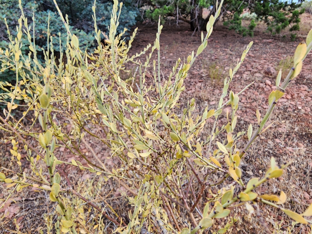 Spiny Greasebush from Sedona, AZ 86336, USA on August 1, 2023 at 05:26 ...