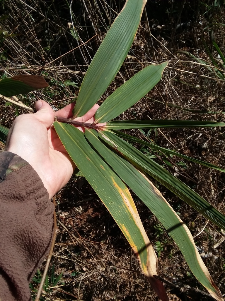 switch cane from Forest Rd 202, Richton, MS 39476, USA on January 26 ...