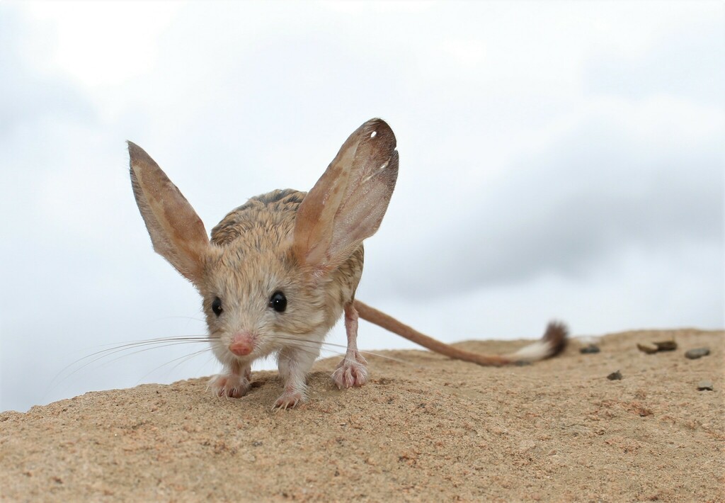 Long-eared Jerboa from Xu'rmen, Mongolia on July 12, 2022 at 05:59 PM ...