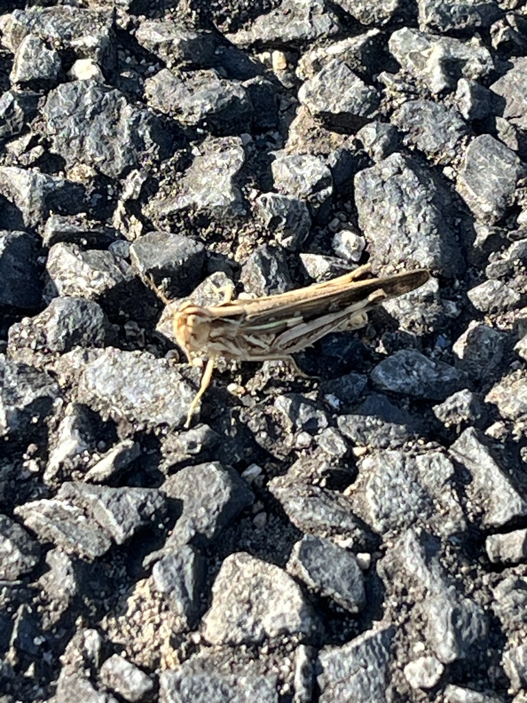 Aiolopus thalassinus tamulus from 伊丹スカイパーク, 伊丹市, 兵庫県, JP on August 3 ...