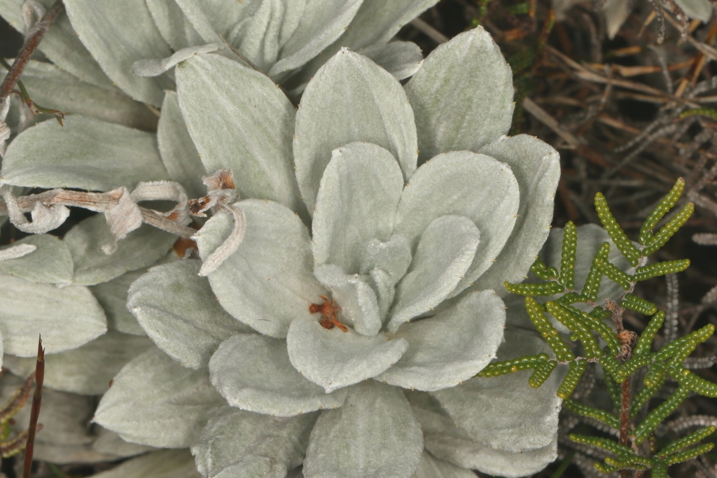 White Mountain Daisy from Waitonga Falls Track, Tongariro National Park ...