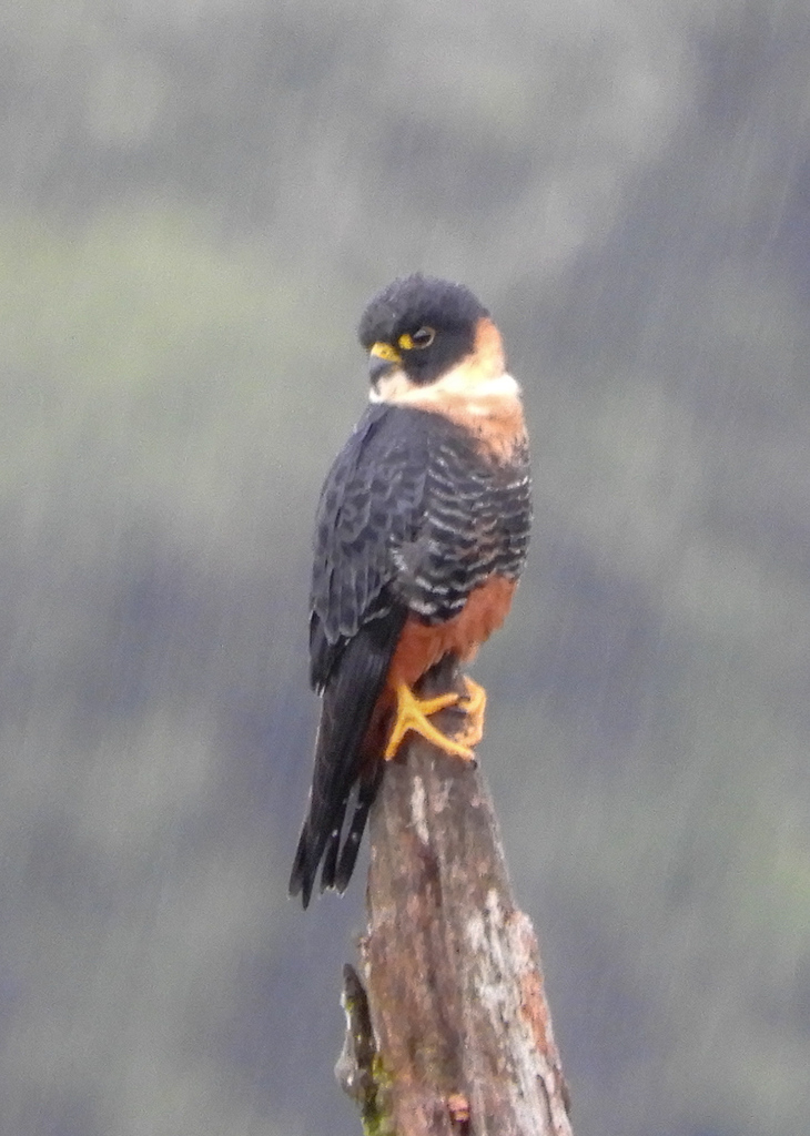 Bat Falcon from Cinchona, Provincia de Alajuela, Alajuela, Costa Rica ...