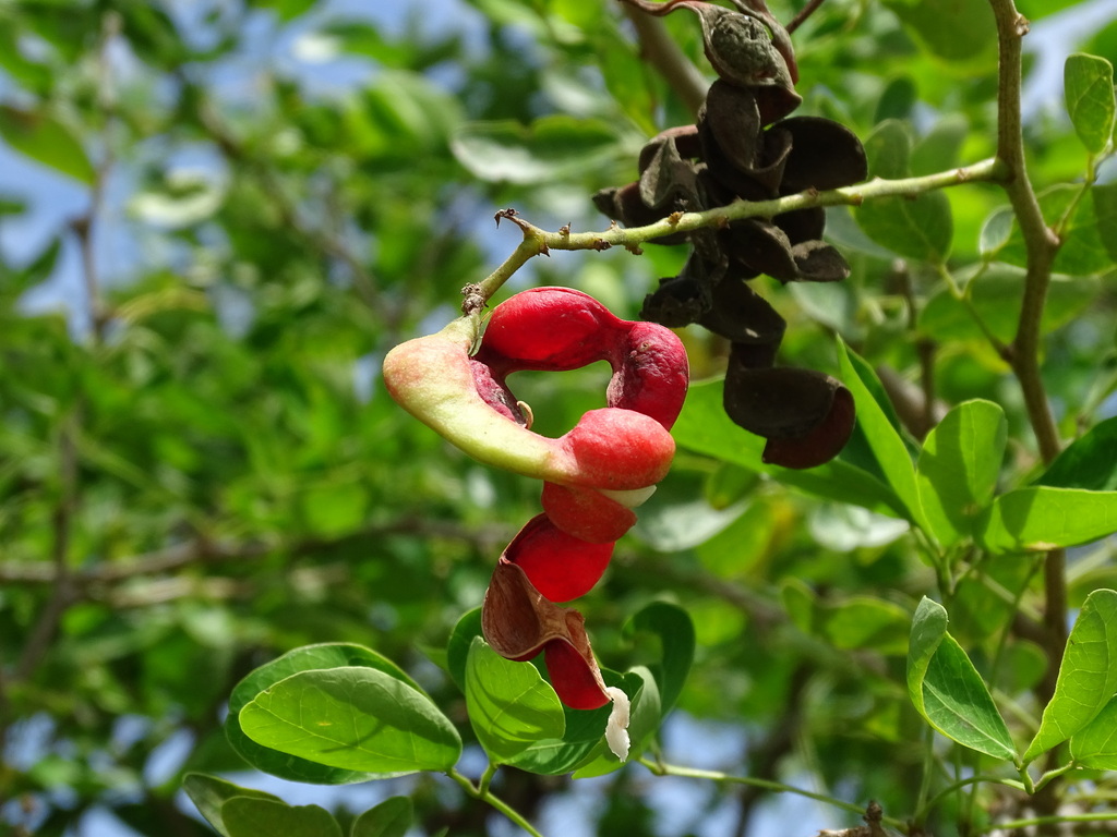 Guamúchil from Ixtepec, Oax., México on June 24, 2023 at 03:08 PM by ...