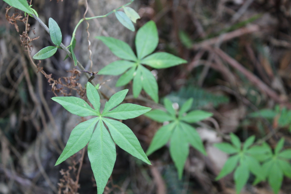 Mile-a-minute vine from Boatshed East, Smiths Lake NSW 2428, Australia on August 3, 2023 at 12: ...