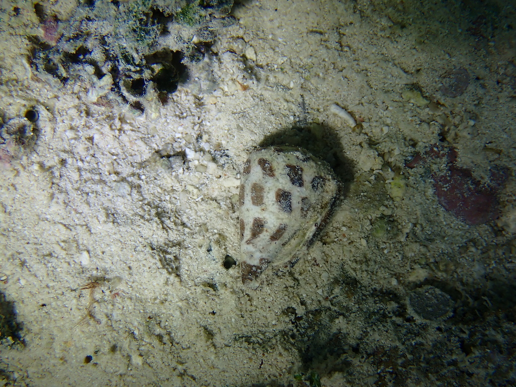 Black-and-white Cone Snail from Lau, Fiji on July 28, 2023 at 11:27 AM ...
