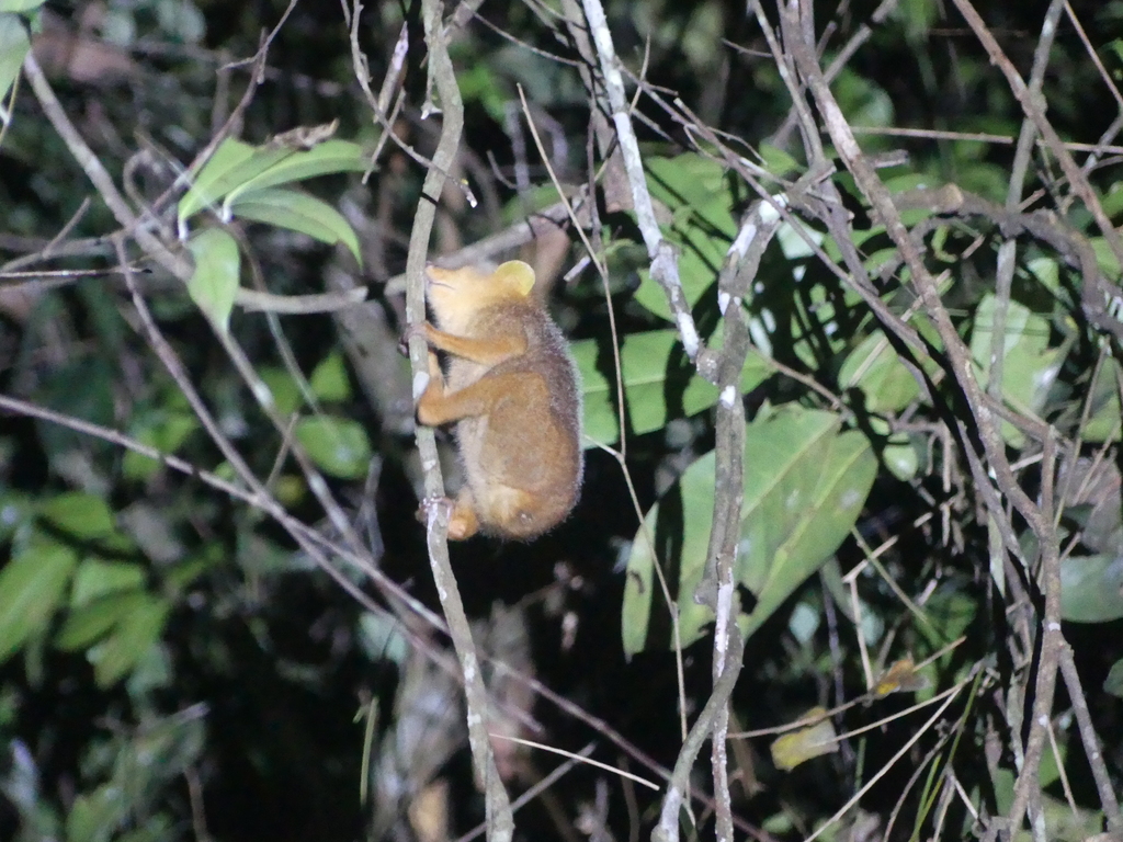 Golden Angwantibo from LKD-LS on July 19, 2023 at 08:29 PM by Parc de ...