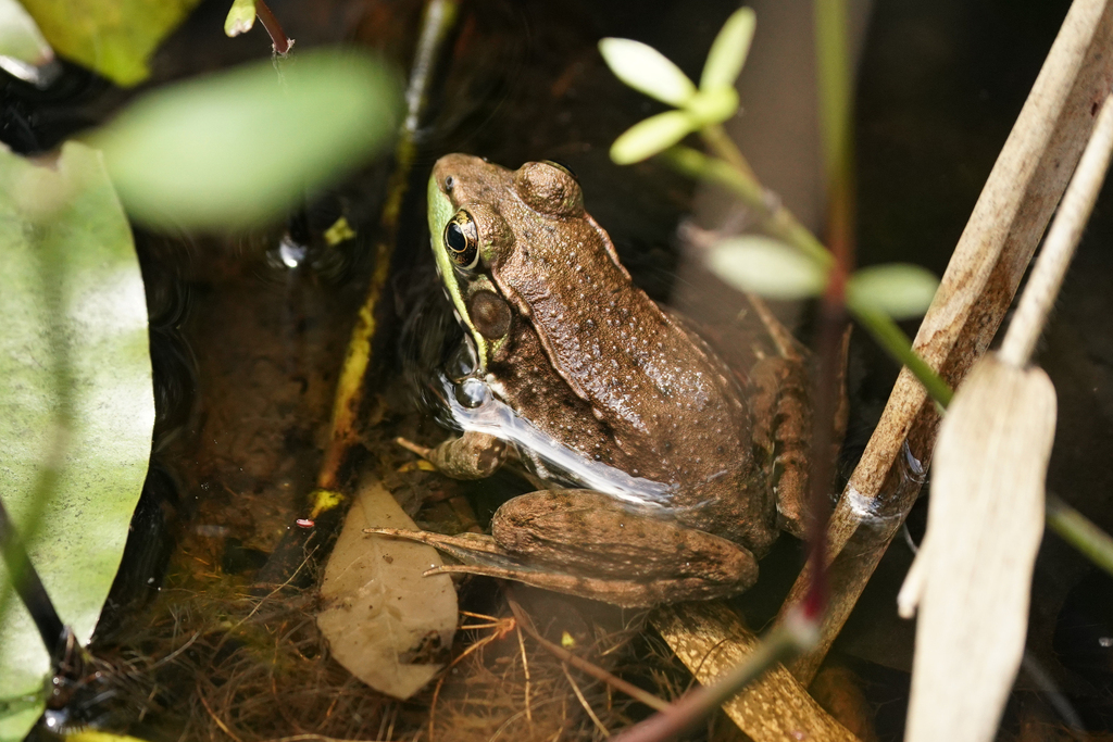 Green Frog from Dare County, North Carolina, USA on July 25, 2023 at 12 ...