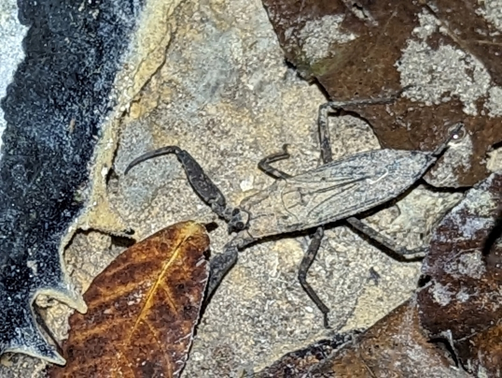 Laccotrephes from Cova-Lima, Timor-Leste on August 1, 2023 at 08:05 PM ...