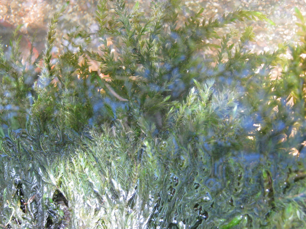 Alpine Water-moss from Cornwall, UK on April 27, 2014 at 09:43 AM by ...