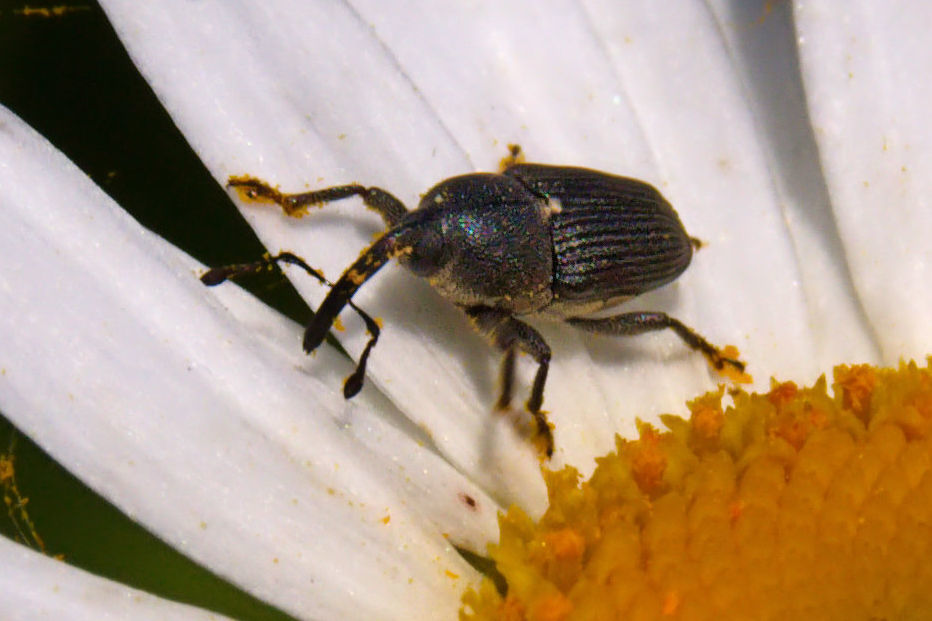 Rugged Flower Weevil from 6911 Cleveland Ave, Westerville, OH 43081 ...