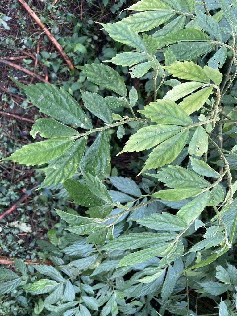 Large lineolate Elatostema from 臺灣島, 鹿谷鄉, NAN, TW on August 3, 2023 at ...