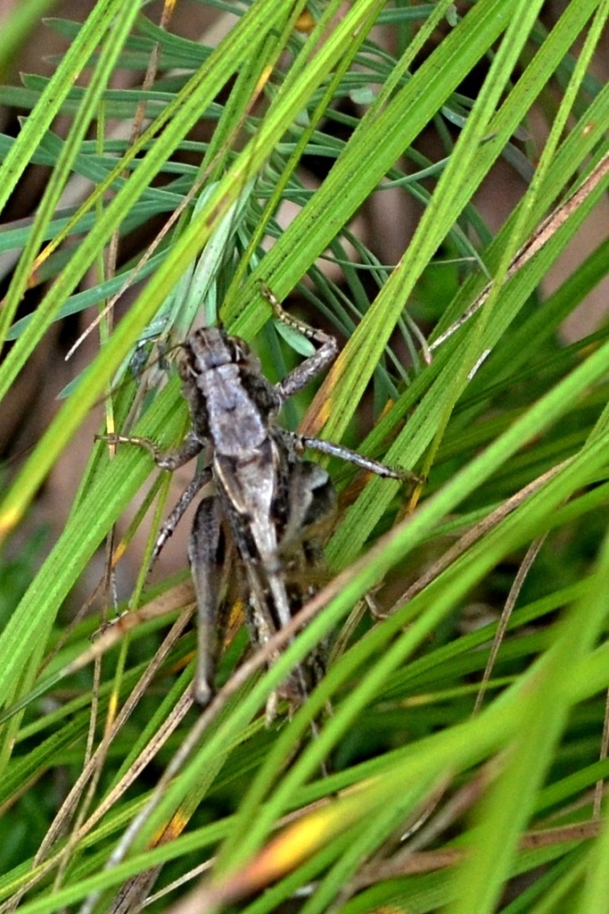 Grey Bush-cricket from 293 01 Mladá Boleslav, Česko on August 1, 2023 ...