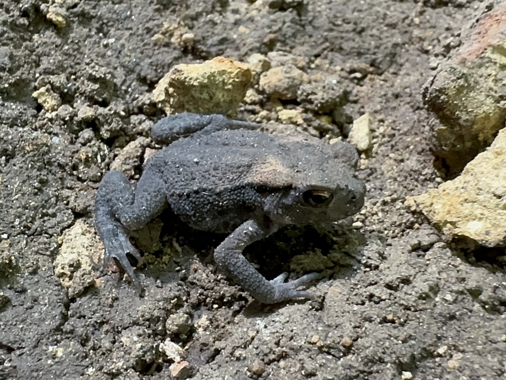 Eastern-Japanese Common Toad from Kanagawa, JP on August 3, 2023 at 03: ...