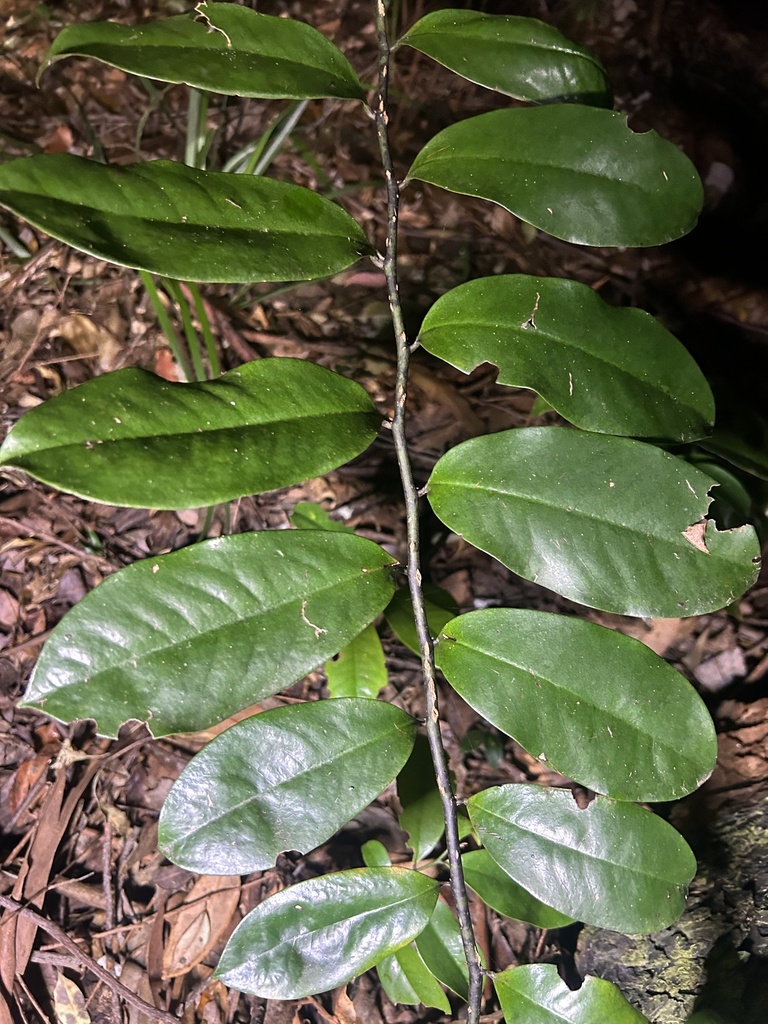 Bolwarra from Jean Starr Reserve, Port Macquarie, NSW, AU on August 2 ...