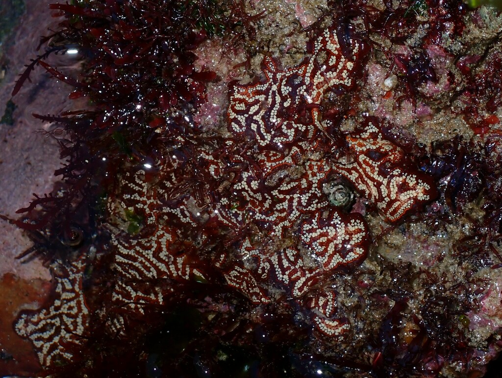 ladder ascidian from Hastings Point NSW 2489, Australia on July 31 ...