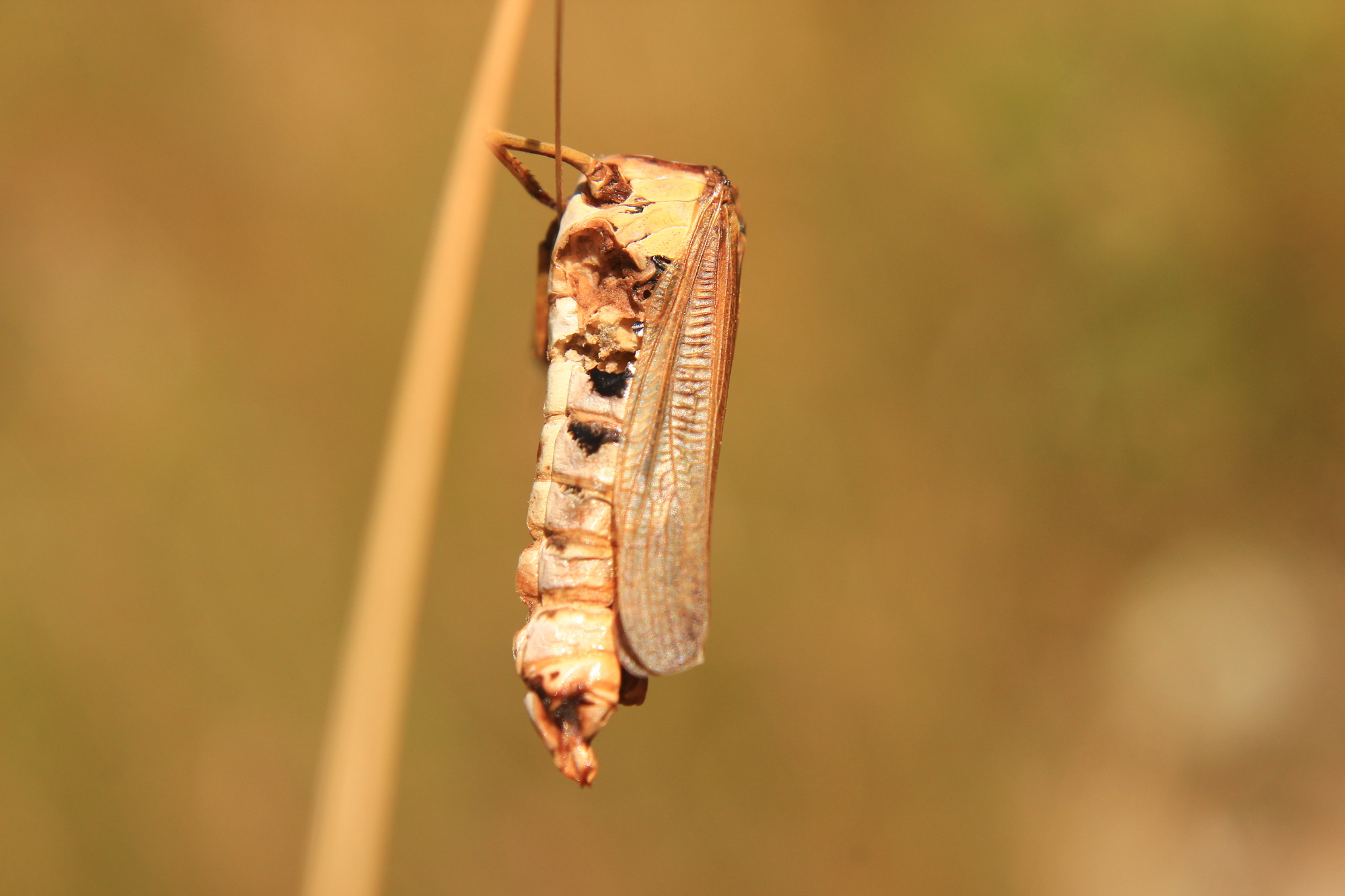 Entomophaga grylli