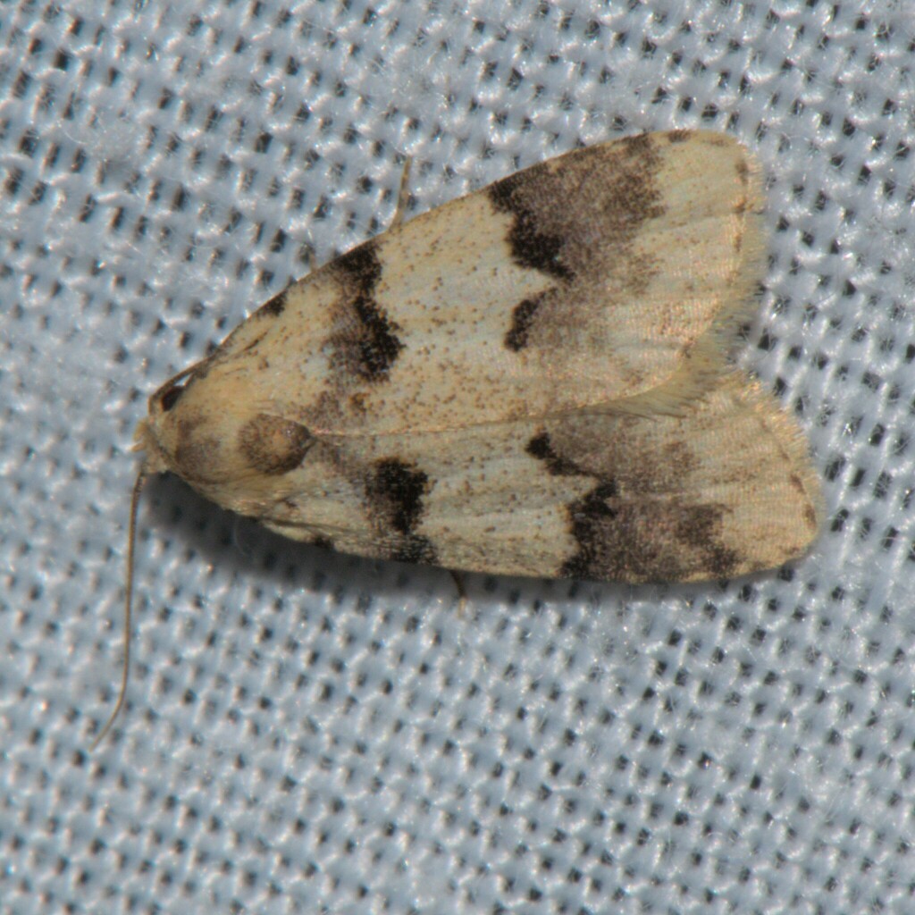 Butterflies and Moths from Sarmoli Village, Munsiari, Pithoragarh ...