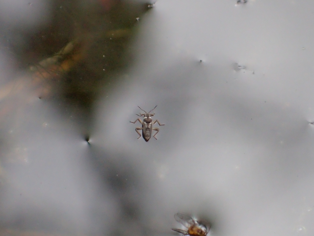 Microvelia douglasi from 日本 〒780-8072 on August 3, 2023 at 11:32 AM by ...