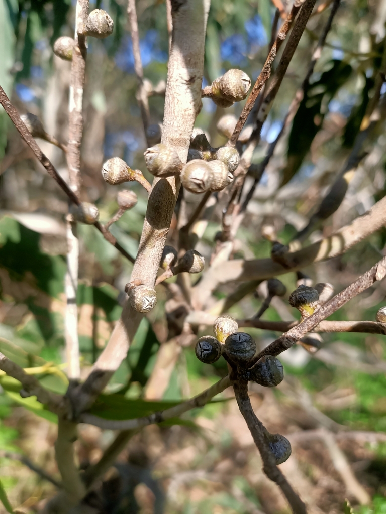 manna gum from Tower Hill VIC 3283, Australia on August 3, 2023 at 01: ...