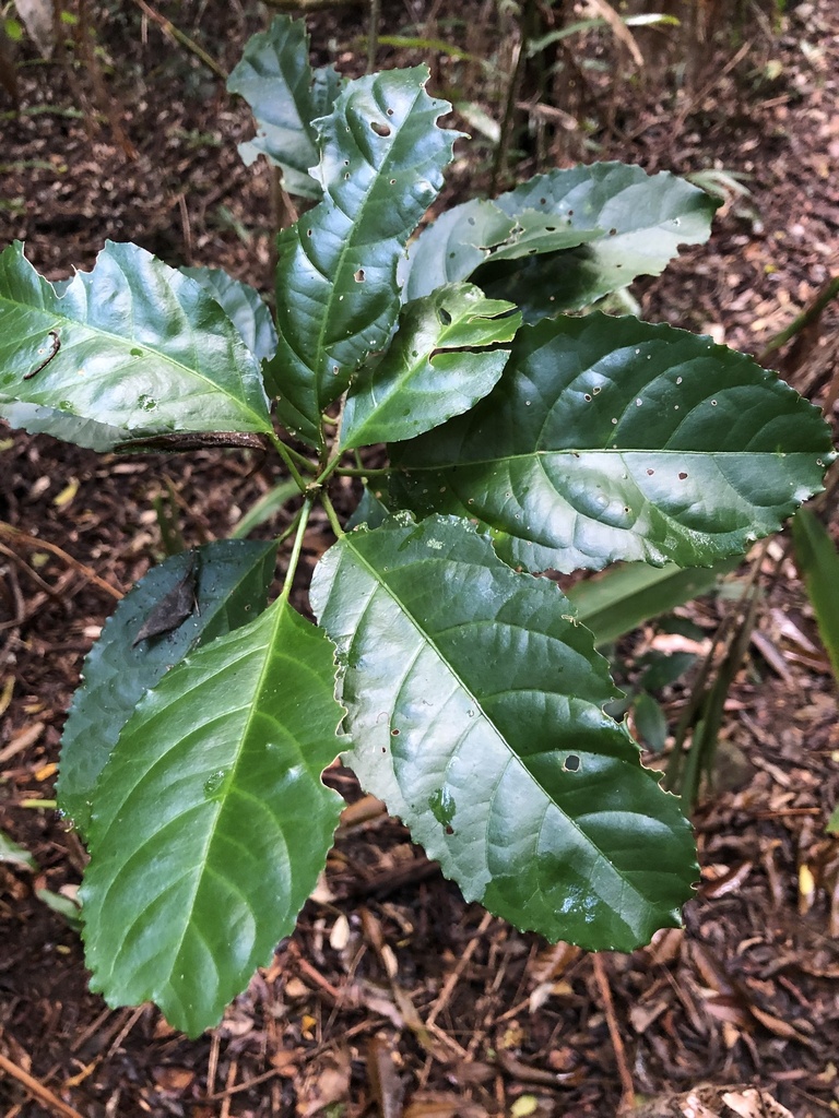 Claoxylon australe from Mafeking Rd, Goonengerry, NSW, AU on August 3 ...