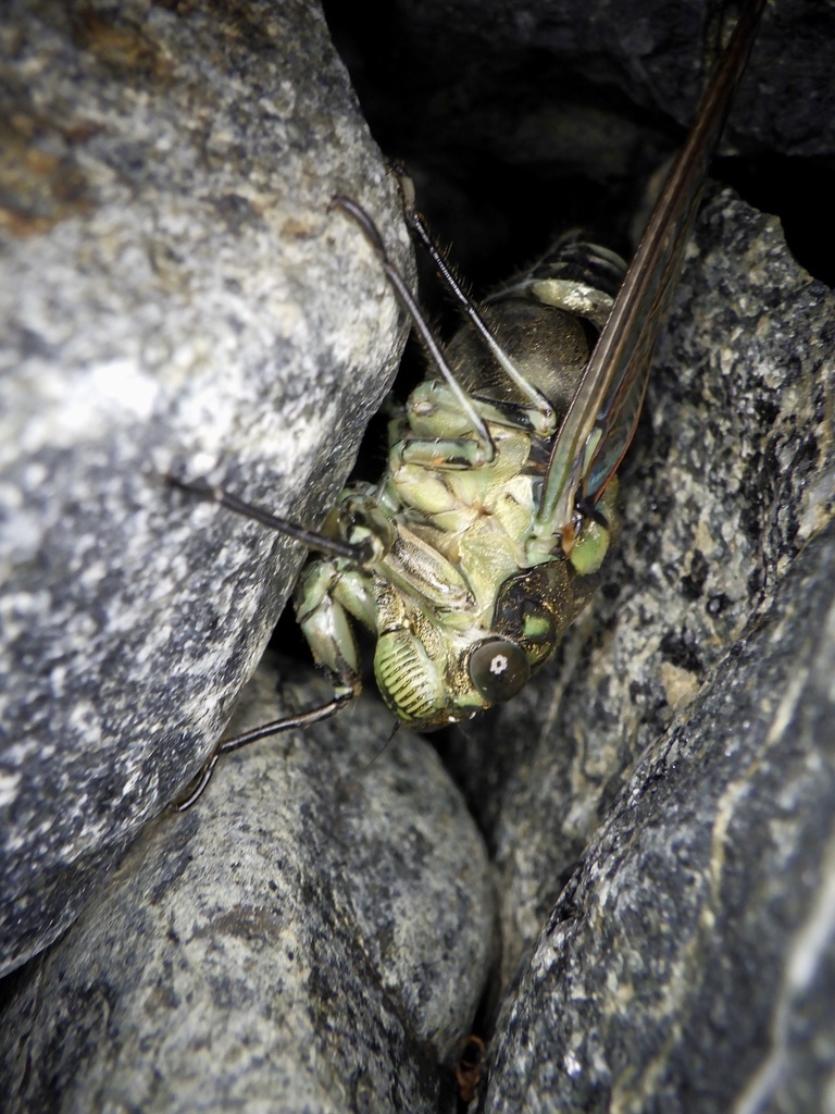 Robust Cicada from 瀬崎, 京都府, JP on July 28, 2023 at 03:27 AM by りなべる ...