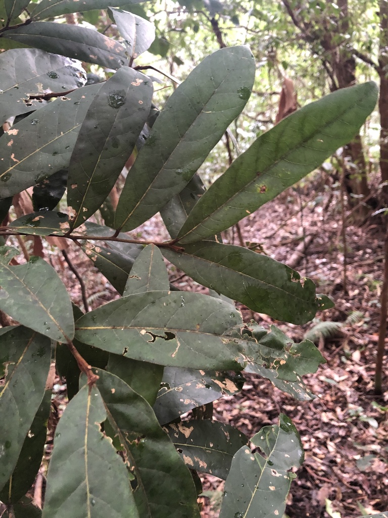 White Walnut from Goonengerry, NSW, AU on August 3, 2023 at 02:09 PM by ...