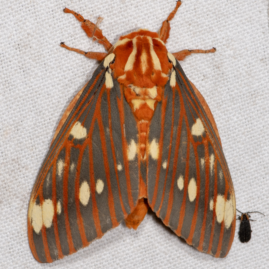 Regal Moth from Allen Acres, Vernon Parish, LA, USA on July 27, 2023 at ...