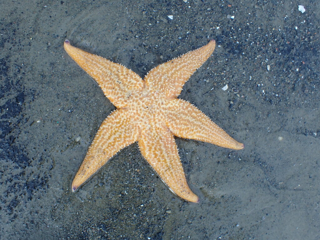 Northern Pacific Sea Star from Hobart TAS, Australia on August 3, 2023 ...